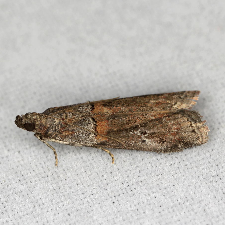 The Pantry Moth Life Cycle: It's the Larvae That Do The Damage