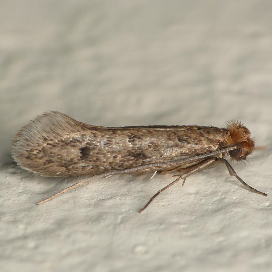 Do Moths Eat Clothes? Identify, Prevent, and Stop Moth Damage