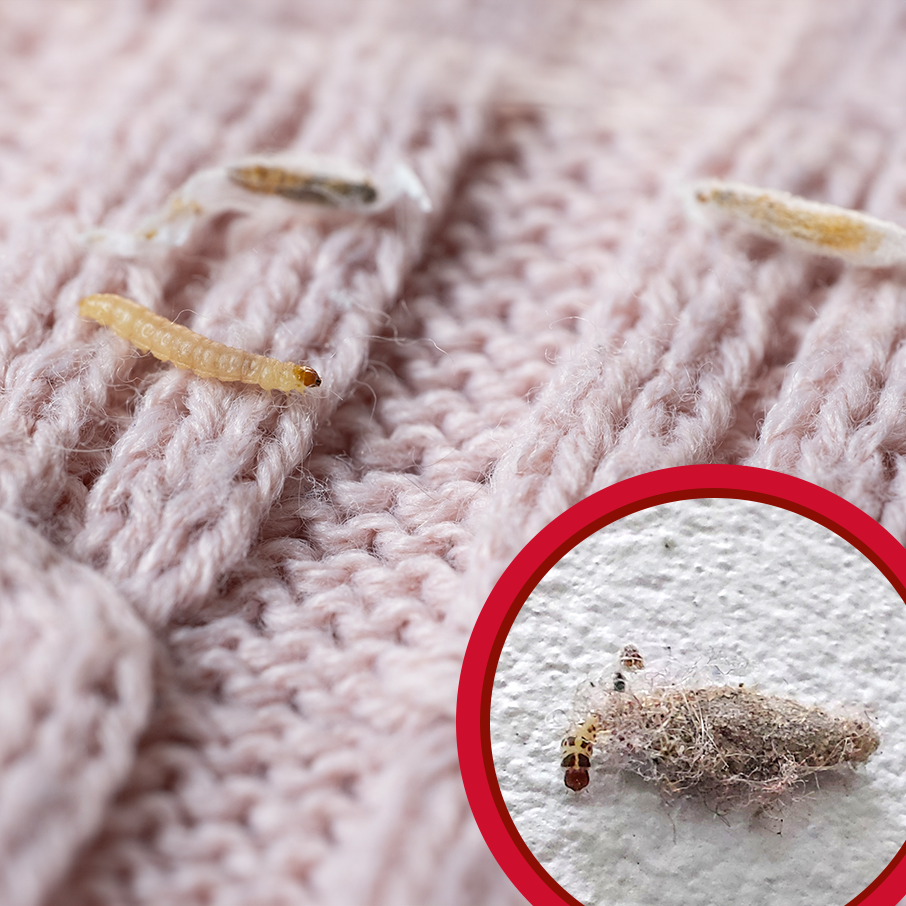 Do Moths Eat Clothes? Identify, Prevent, and Stop Moth Damage
