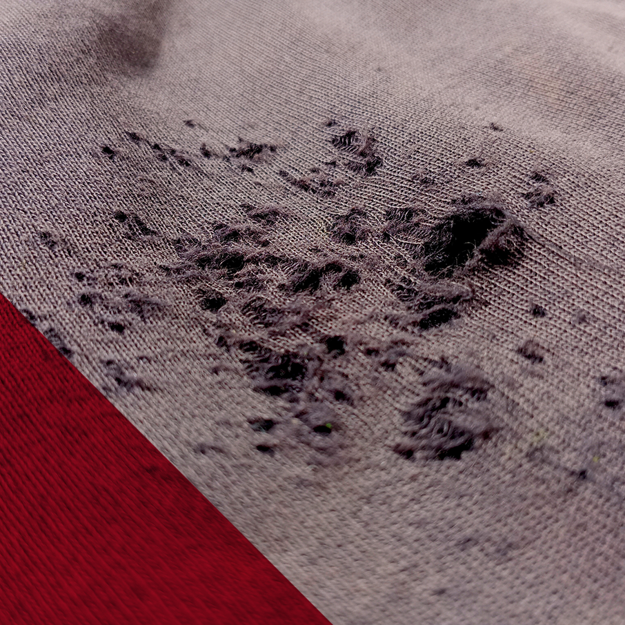 Do Moths Eat Clothes? Identify, Prevent, and Stop Moth Damage