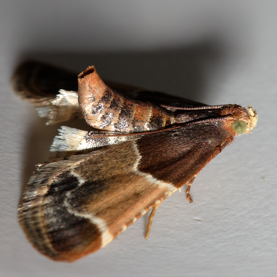 The Pantry Moth Life Cycle: It's the Larvae That Do The Damage