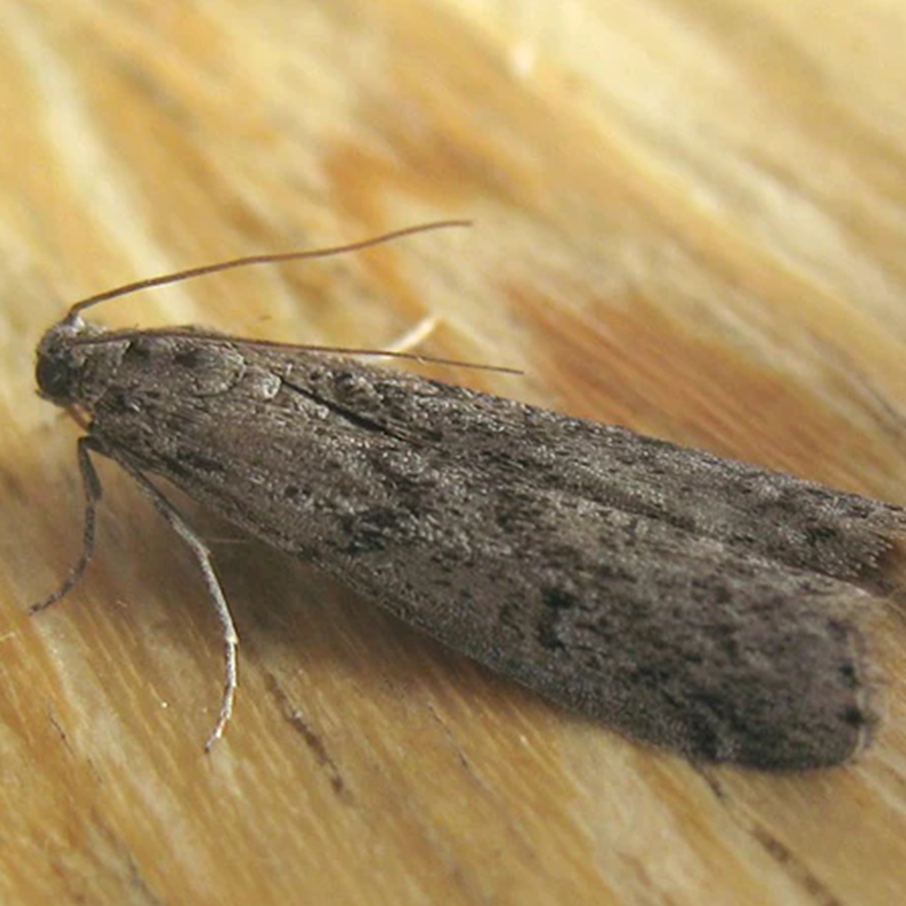 The Pantry Moth Life Cycle: It's the Larvae That Do The Damage