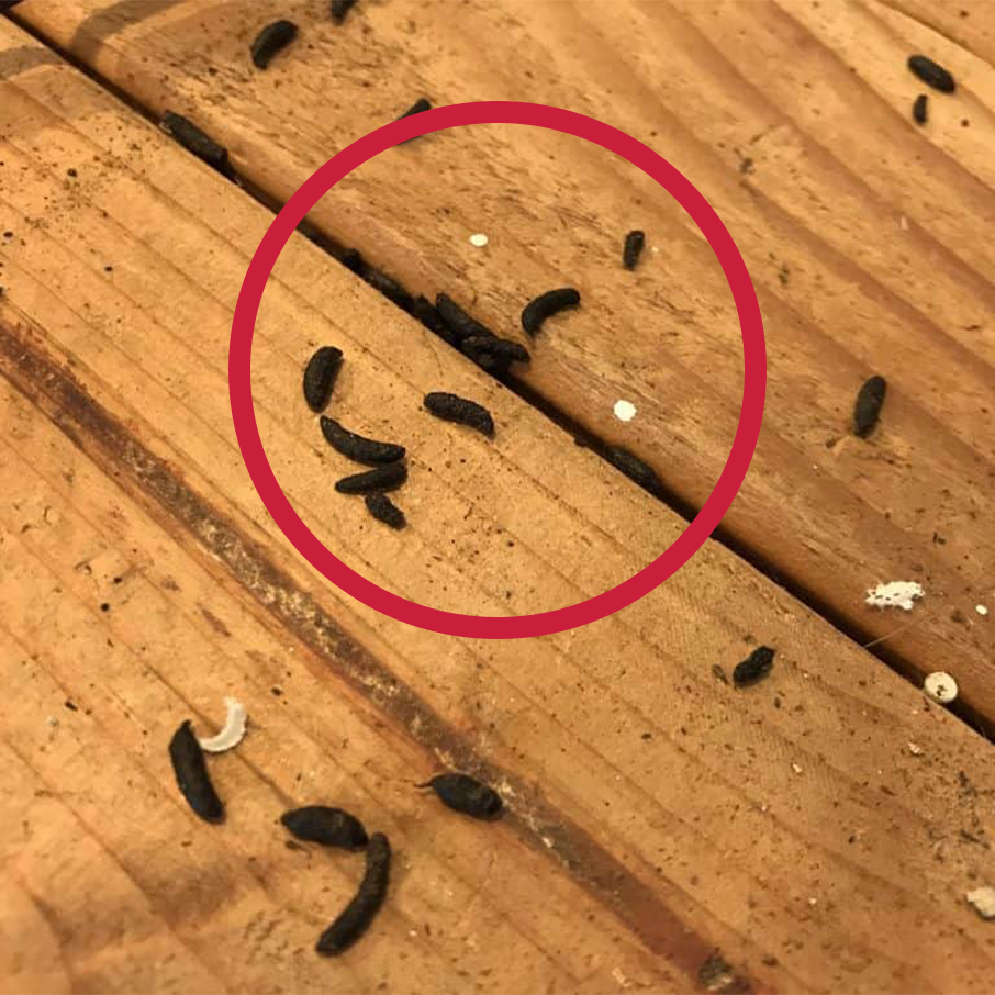How to Use Glue Traps for Mice in Your Basement