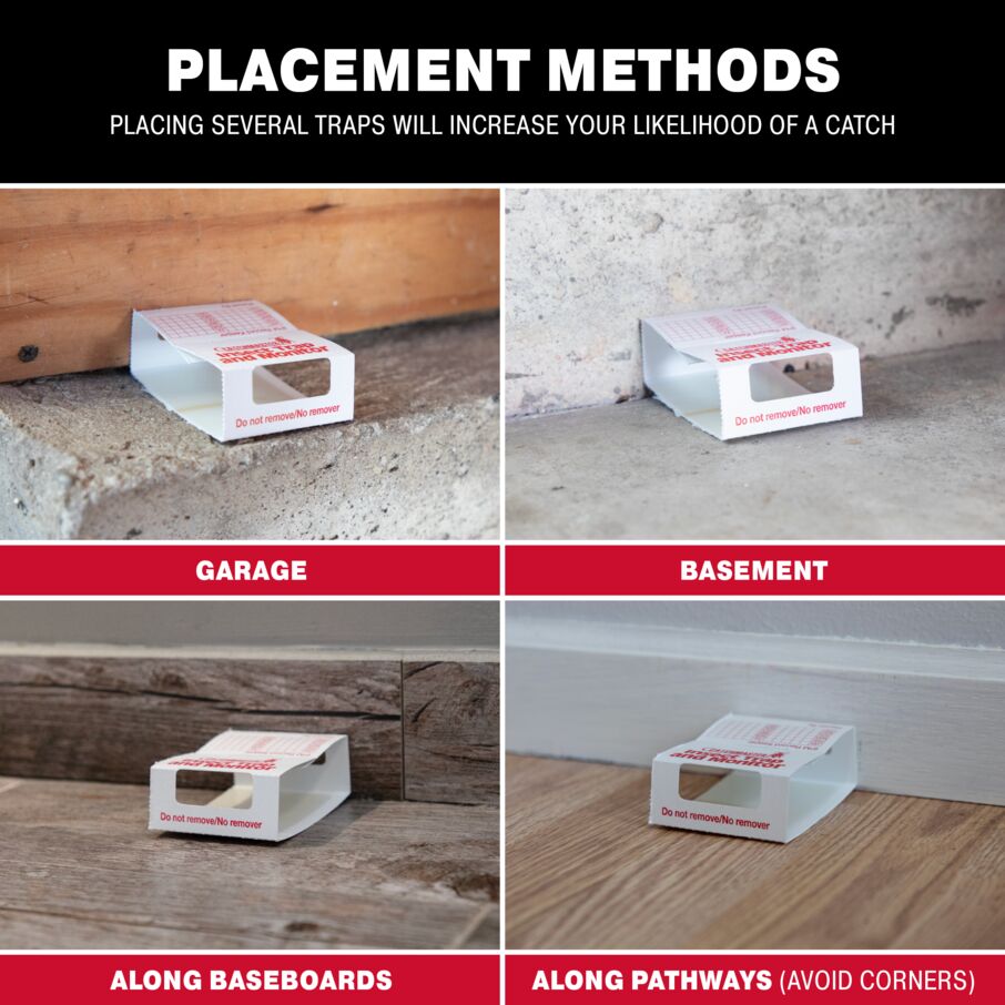 Brown Recluse Spider Glue Board Traps - Catchmaster