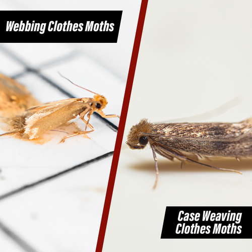 Do Moths Eat Clothes? Identify, Prevent, and Stop Moth Damage