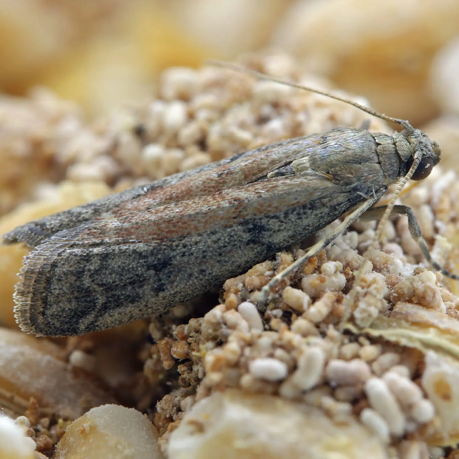 The Pantry Moth Life Cycle: It's the Larvae That Do The Damage