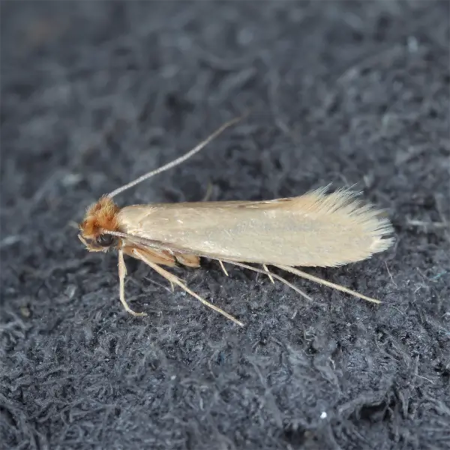 Clothes Moth Traps with Pheromones