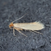 Do Moths Eat Clothes? Identify, Prevent, and Stop Moth Damage