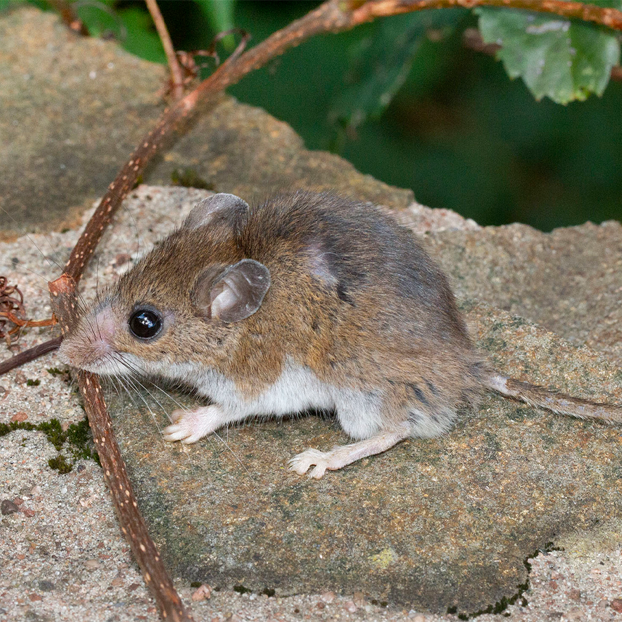 How to Use Glue Traps for Mice in Your Basement