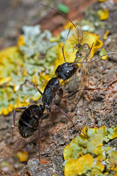 Best Ant Traps: Effective & Long-Lasting Solutions