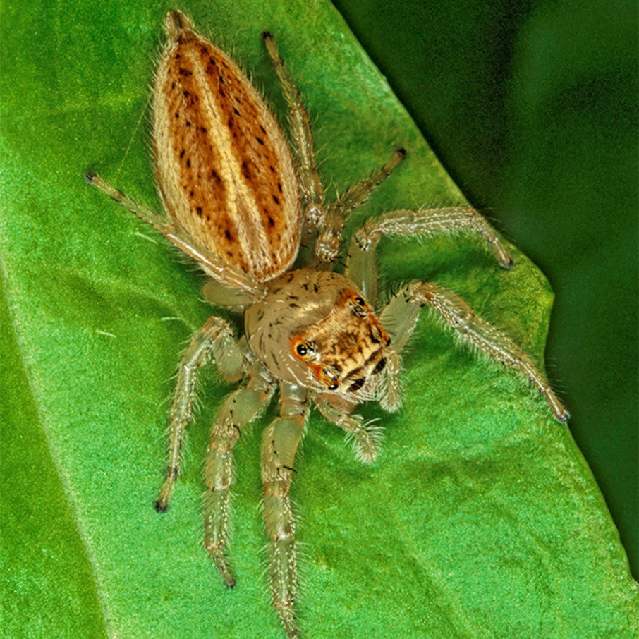 What Do Spiders Eat? Reducing Food Source to Reduce Spider Populations