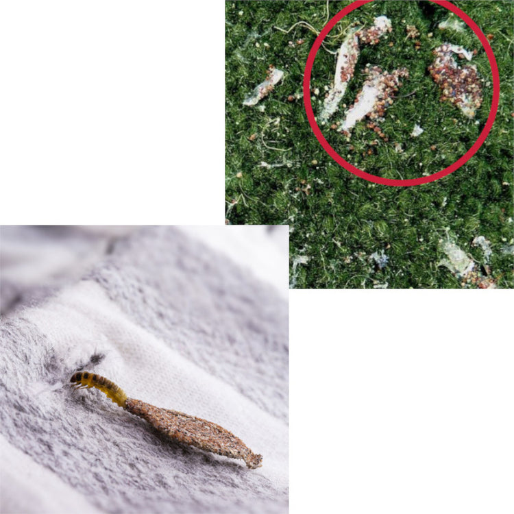 Do Moths Eat Clothes? Identify, Prevent, and Stop Moth Damage