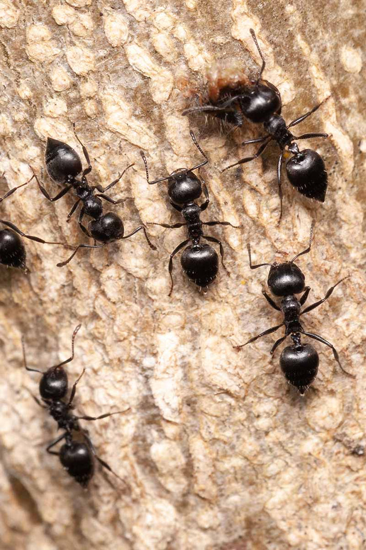 Effective Ant Traps for Tiny Ants: Your Ultimate Solution